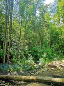 Trail Trek How-to: Mill Creek Ravine North - River Valley Alliance